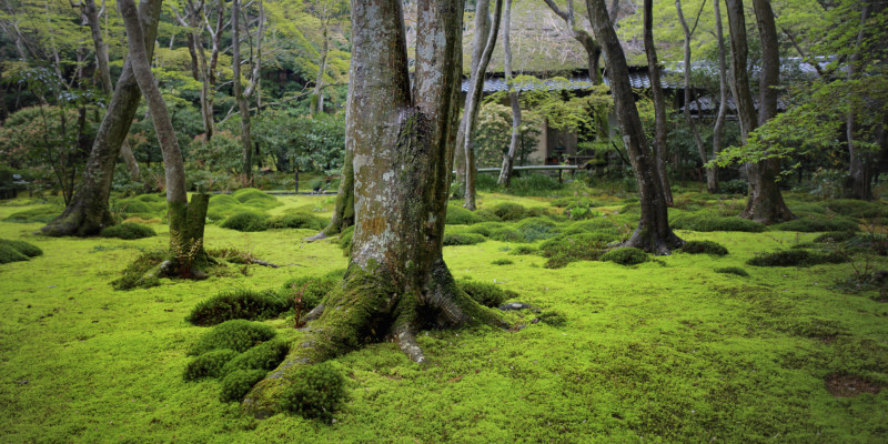 Chris Rowthorn Tours – Japan