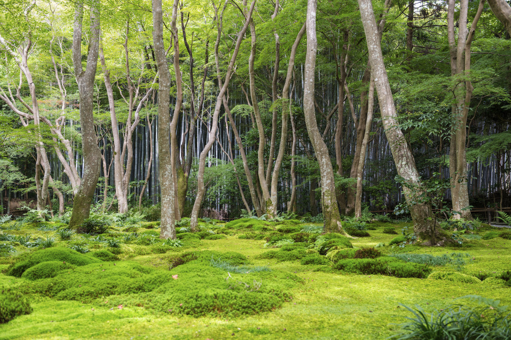 Metus Lacus Etiam Eget – Chris Rowthorn Tours